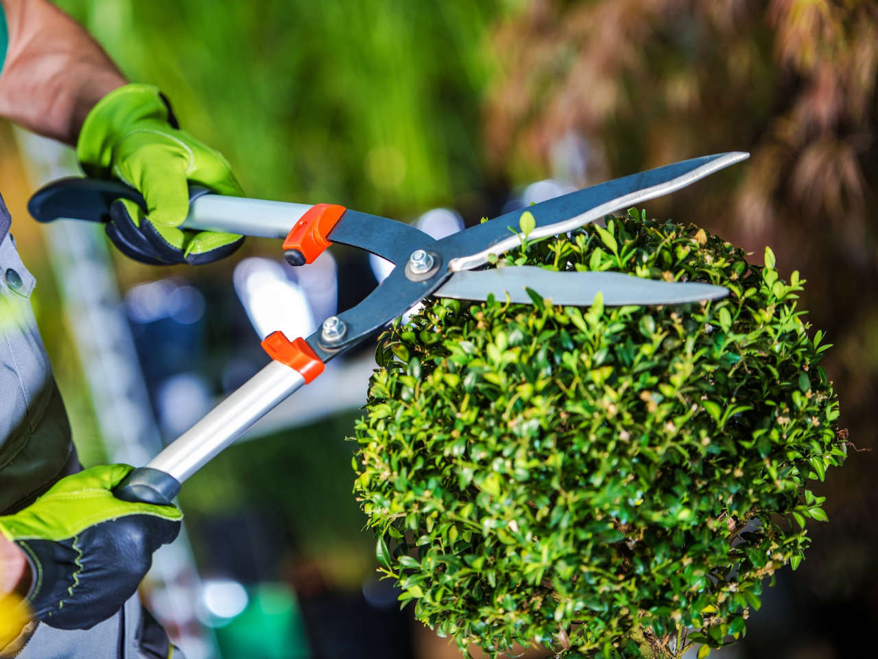 Why Is Tree Pruning Important? - WS Landscape Management
